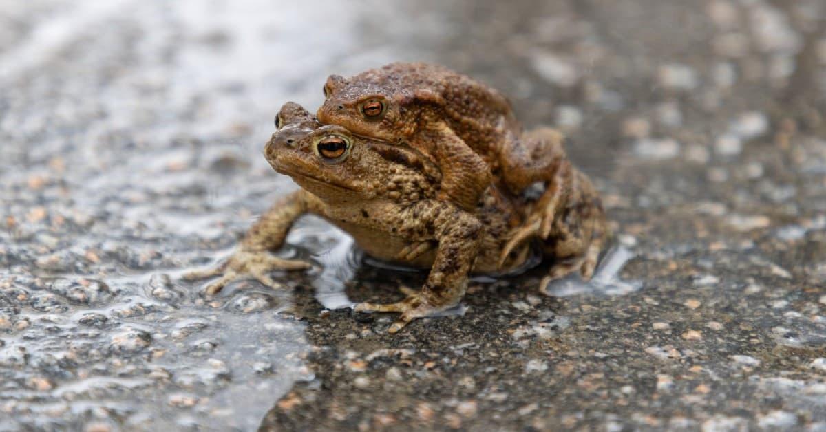 The Role of Scalar Energy as the Cause of Earthquakes