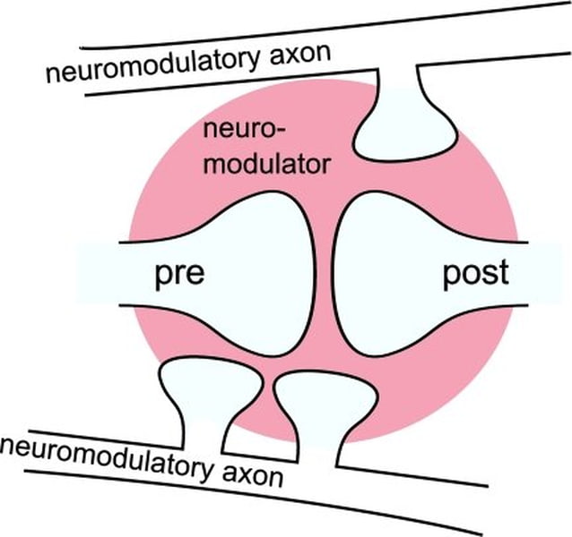 What are Neuromodulators and What Do They Do? - SCALAR LIGHT
