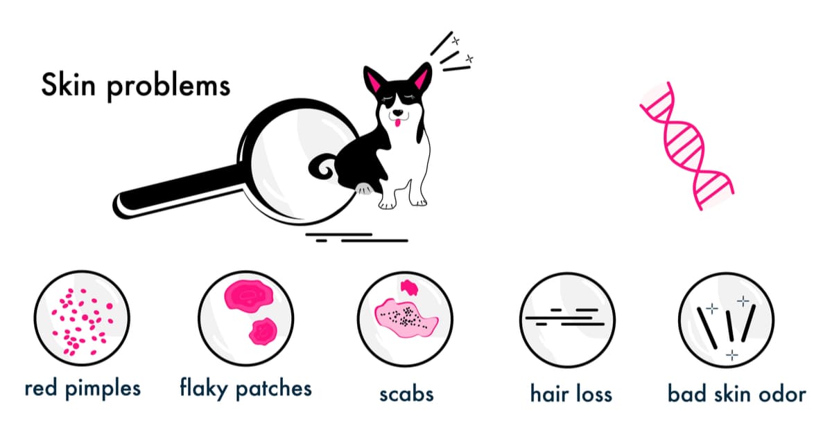 Dog Skin Allergies - Signs and Symptoms - SCALAR LIGHT