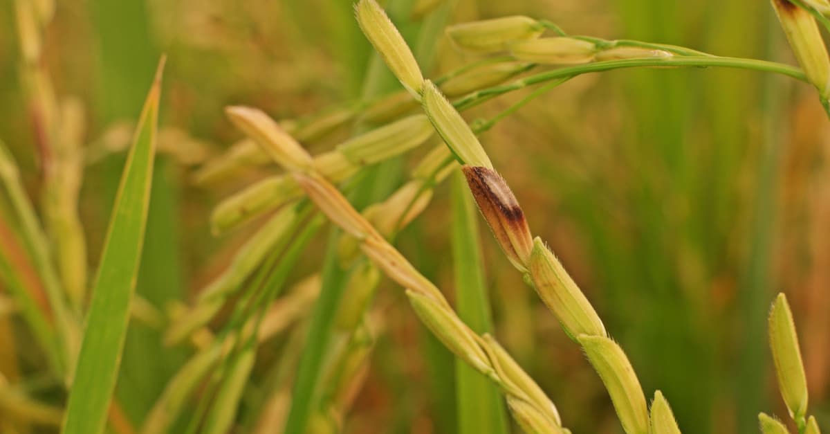 Rice Bacterial Blight - Causes, Affect and Control - SCALAR LIGHT